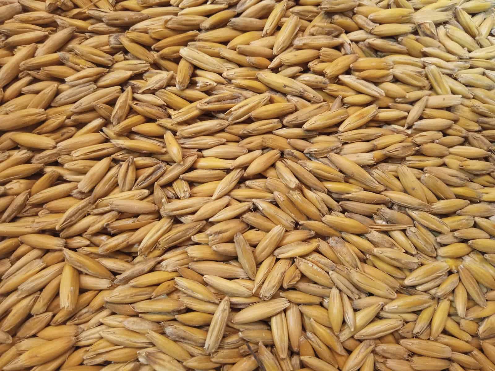 Gladfield Golden Oat Malt – Granarium Brewing Supplies